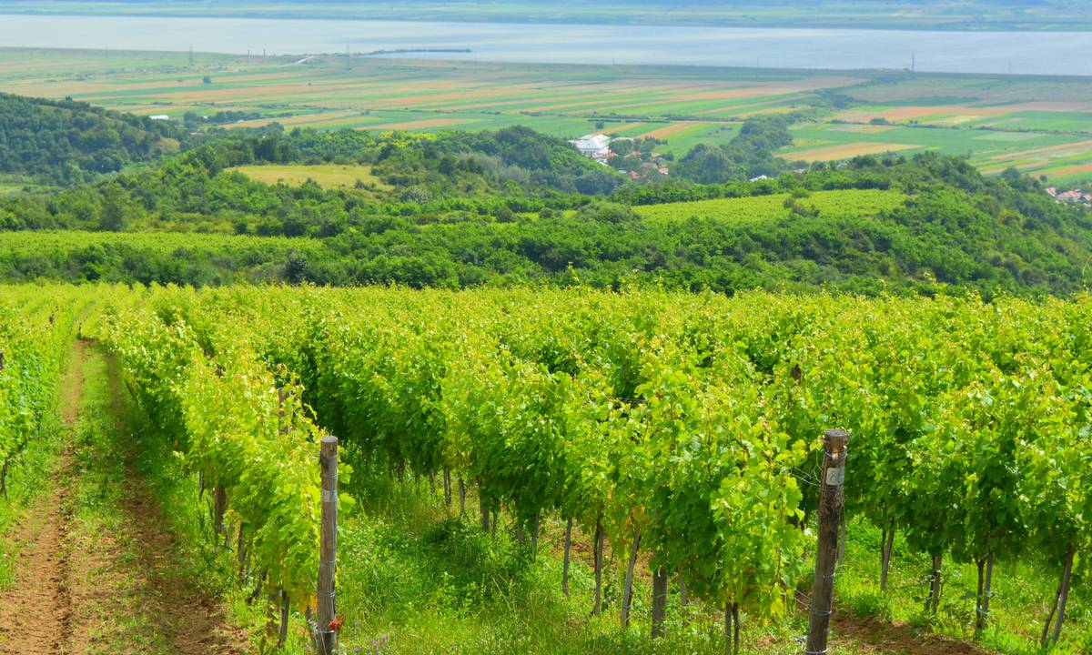 Vysazování vinic u nás a ve světě | Vinařský dům KOPEČEK